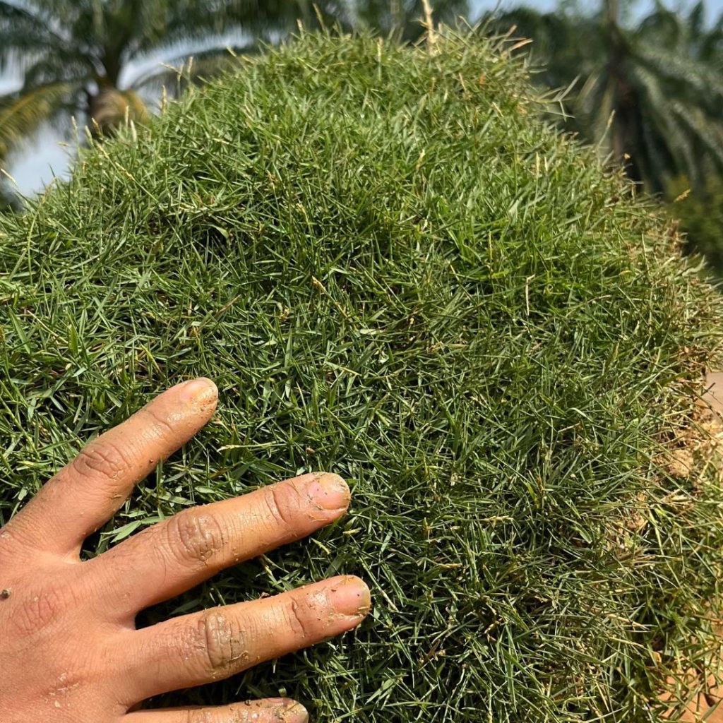 Pembekal Rumput Karpet Malaysia | Sejak 2020