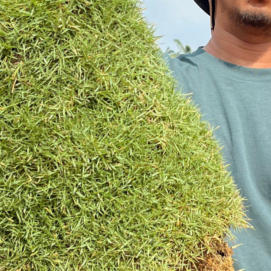 Cara Penjagaan Rumput - Kebun Rumput