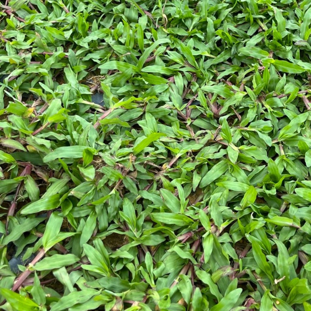 Pembekal Rumput Karpet Malaysia | Sejak 2020